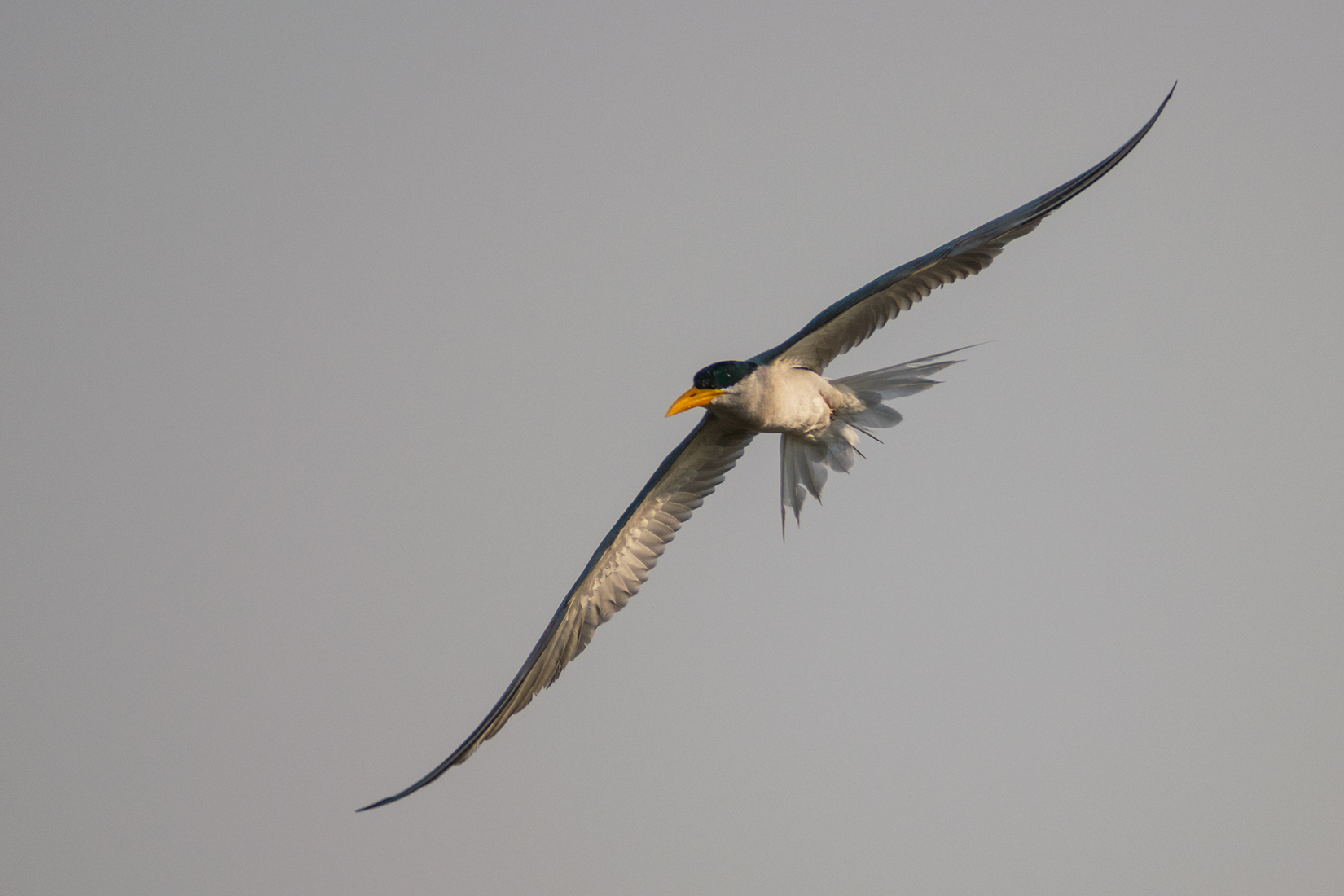 Birds of Bhigwan – In Breeding Plumage – UI/UX DESIGNER | PHOTOGRAPHER