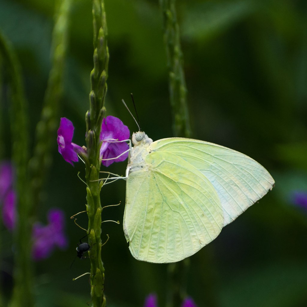 10 Tips for Photographing Butterflies | Butterfly Photography Tips – UI ...