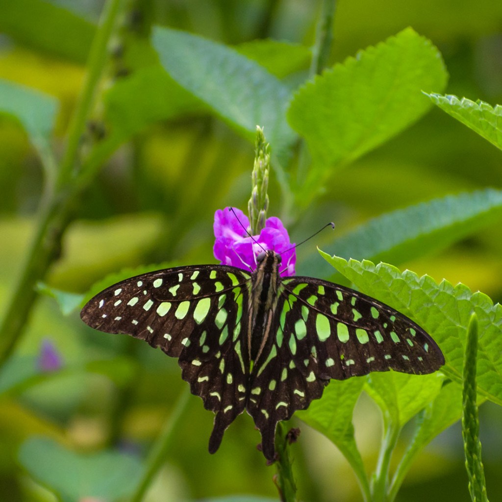 10 Tips for Photographing Butterflies | Butterfly Photography Tips – UI ...