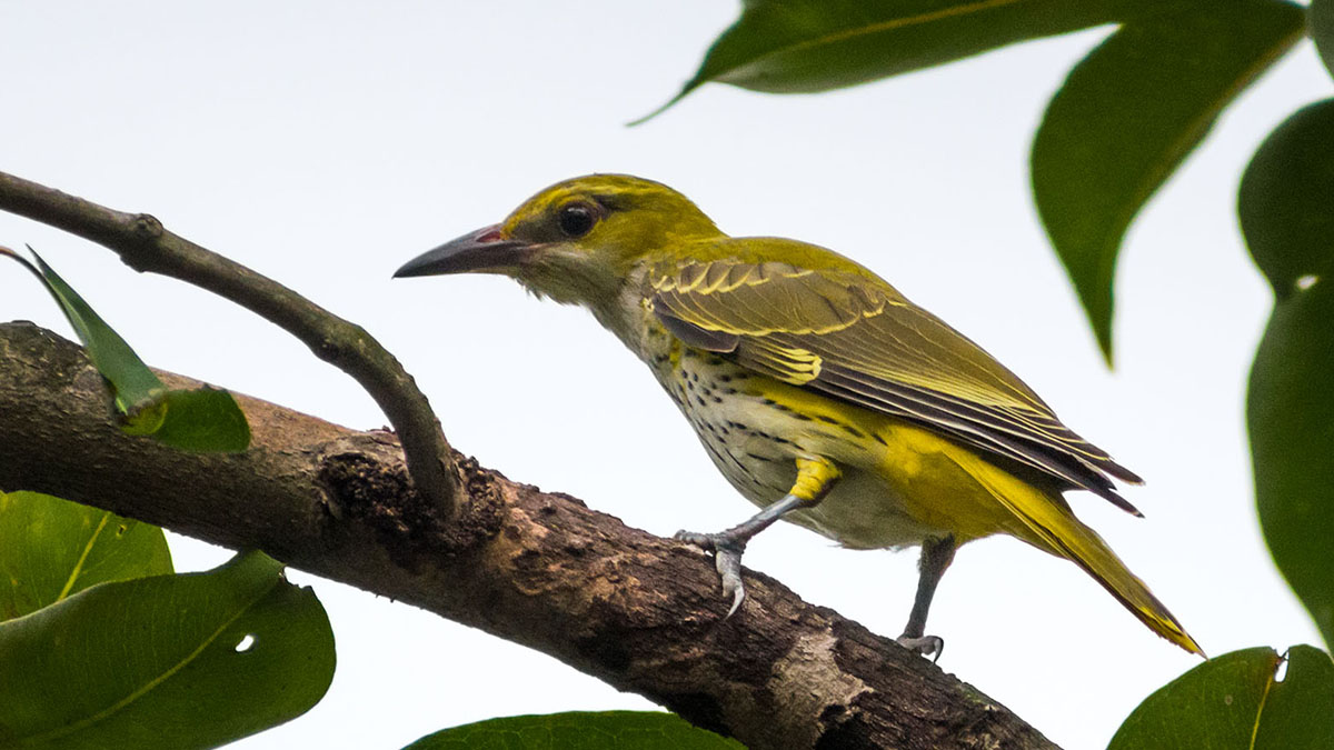 Birds From My Window | Window Bird Watching in Mumbai – UI/UX DESIGNER ...