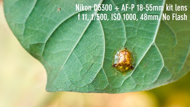 Raynox DCR-250 Sample Photos | Macro Photography with Raynox DCR-250 ...