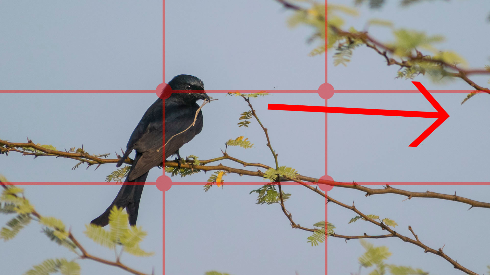 Rule of Thirds in Photography Composition – UI/UX DESIGNER | PHOTOGRAPHER
