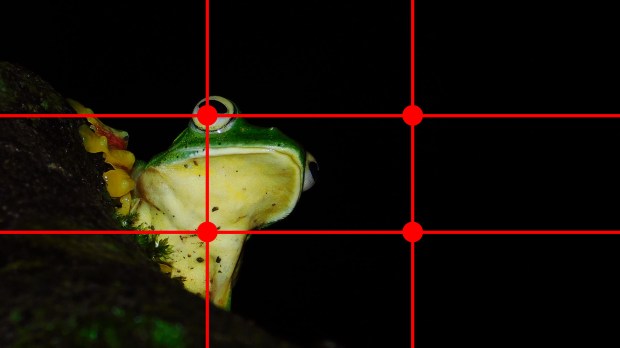 Rule of Thirds in Photography Composition – UI/UX DESIGNER | PHOTOGRAPHER
