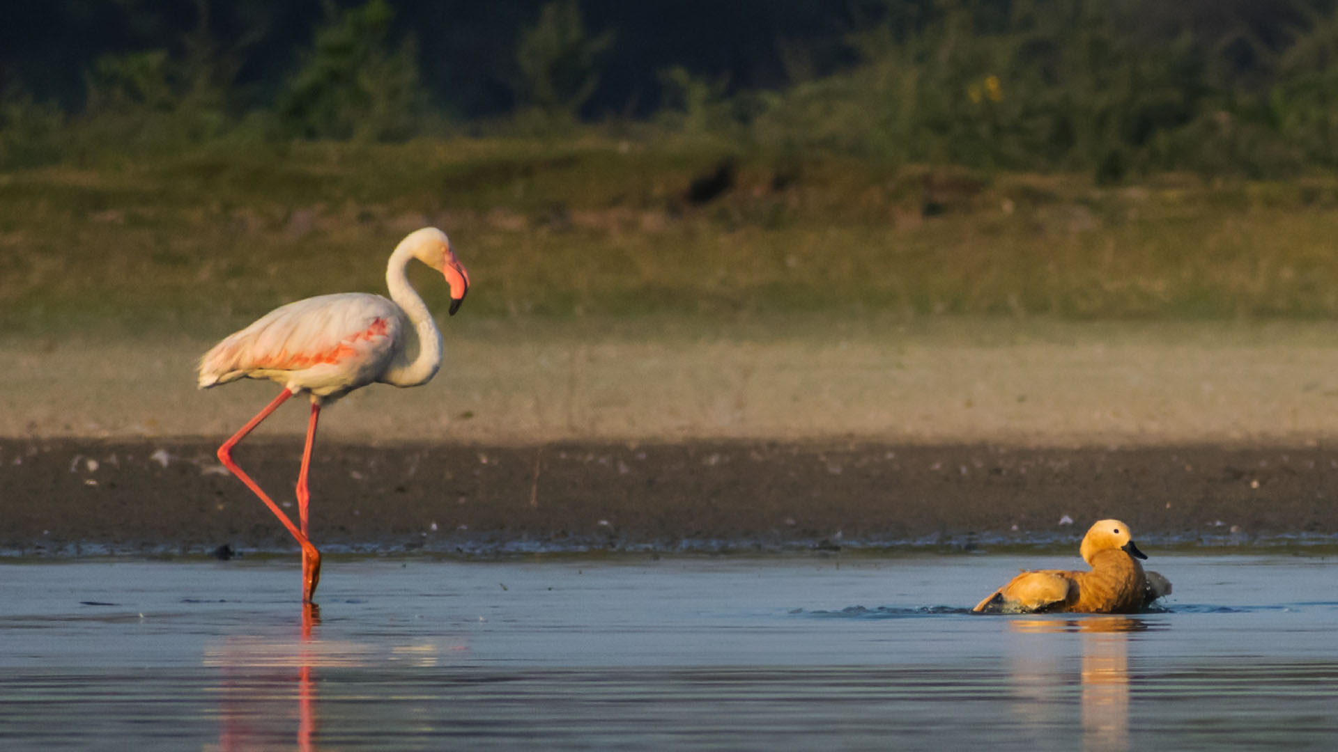 Golden Triangle Composition | How to Use Golden Triangle in Photography ...