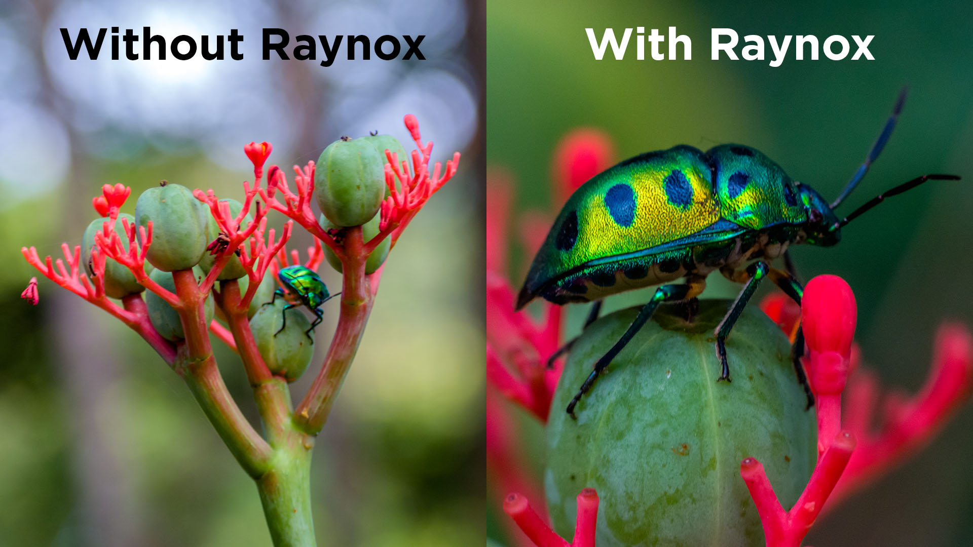 Raynox DCR-150 vs Raynox DCR-250 (Snap-on Lenses for Macro Photography ...