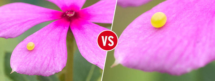 Raynox DCR-150 vs Raynox DCR-250 (Snap-on Lenses for Macro Photography ...