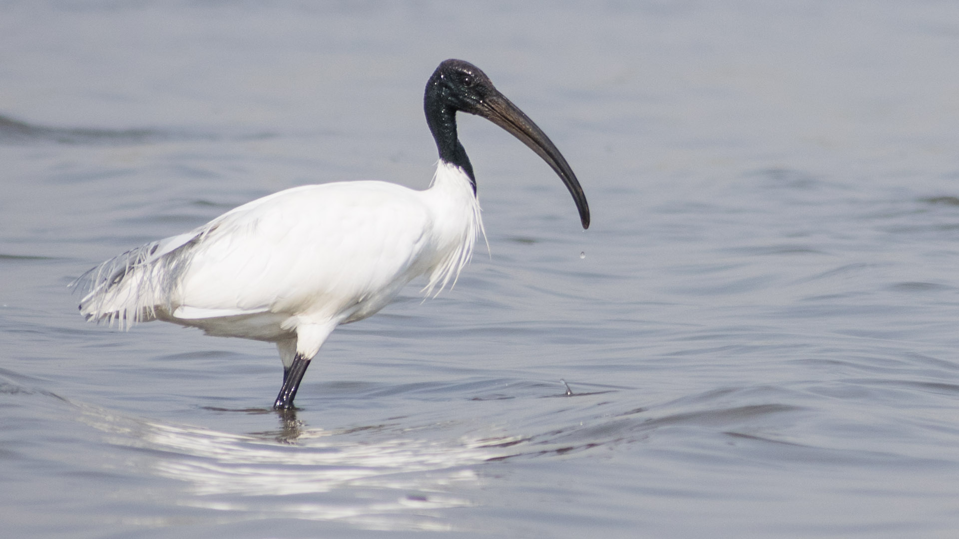 Rule Of Space (What is the Rule of Space & How To Use It in Photography ...