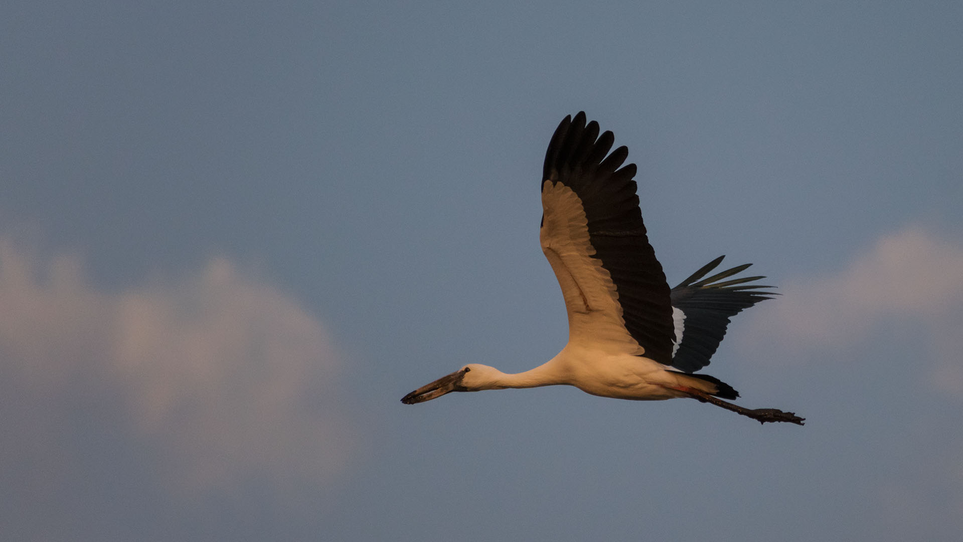 Rule Of Space (What is the Rule of Space & How To Use It in Photography ...