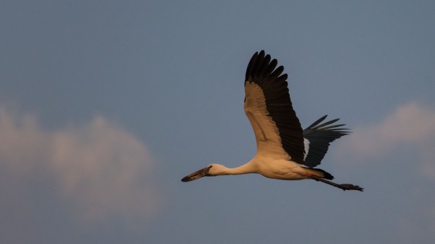 Rule Of Space (What is the Rule of Space & How To Use It in Photography ...