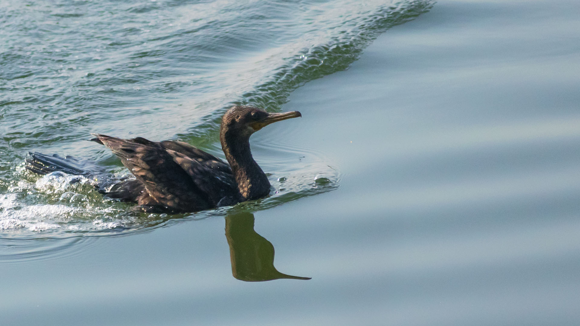 Rule Of Space (What is the Rule of Space & How To Use It in Photography ...