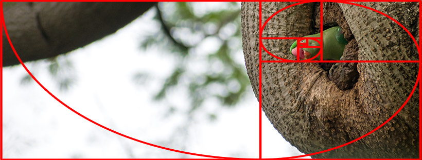 How to Use the Golden Ratio in Photography Composition (Phi Grid ...