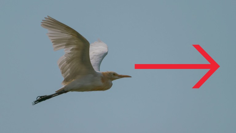 Left To Right Rule in Photography (3 Ways to Improve Photography ...
