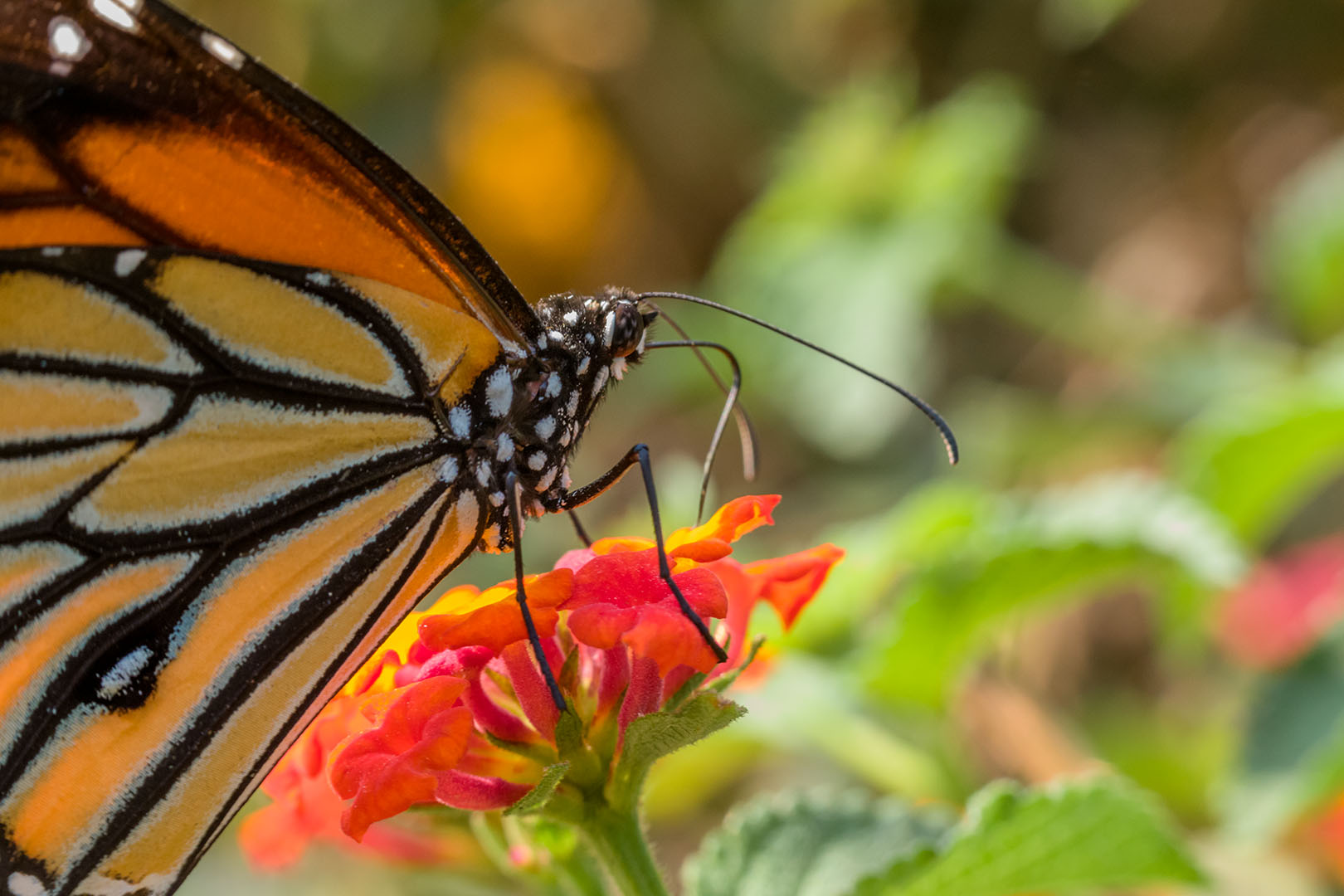 How to Capture Stunning Insect Macro Photography (10 Tips for Insect ...