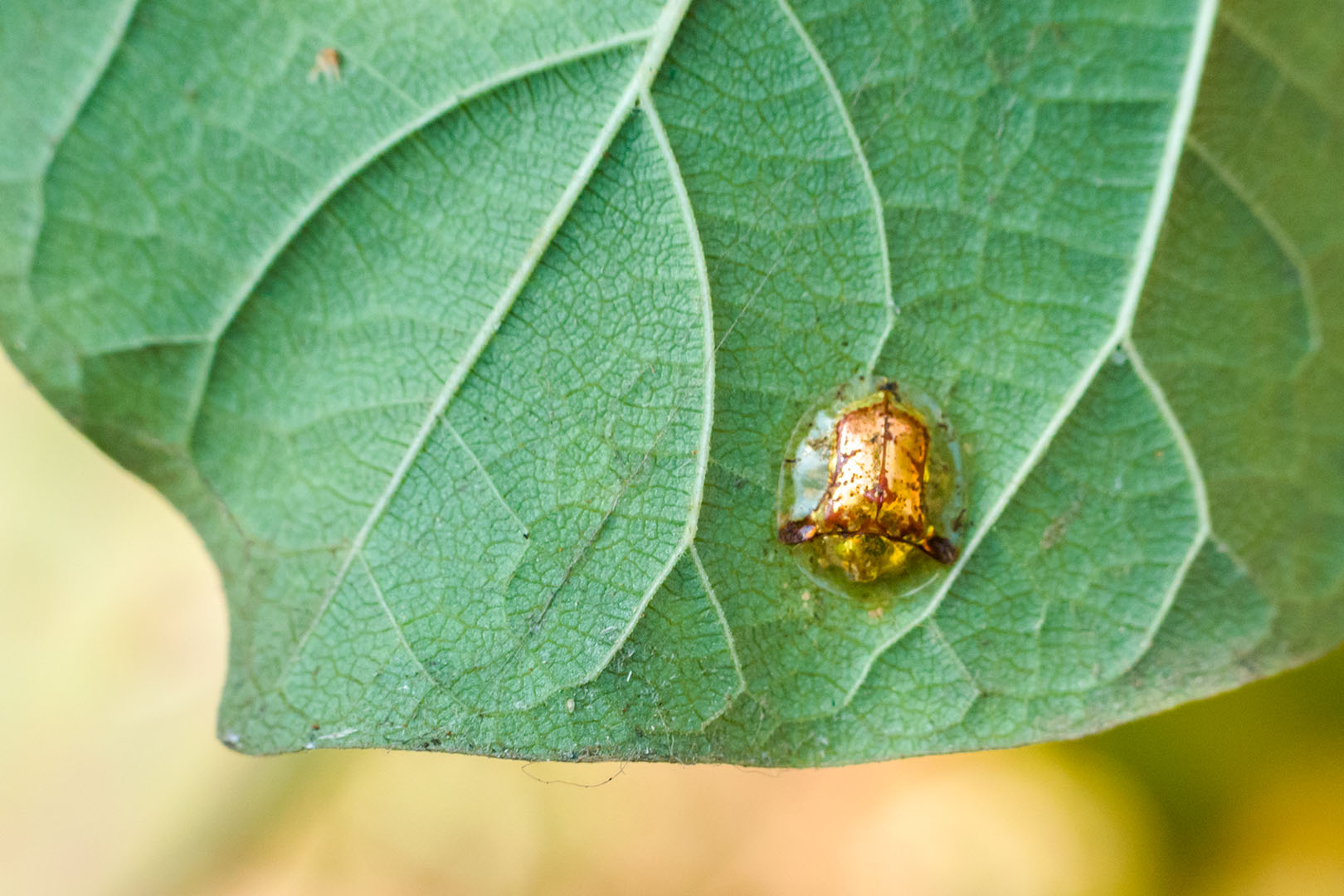 How to Capture Stunning Insect Macro Photography (10 Tips for Insect ...