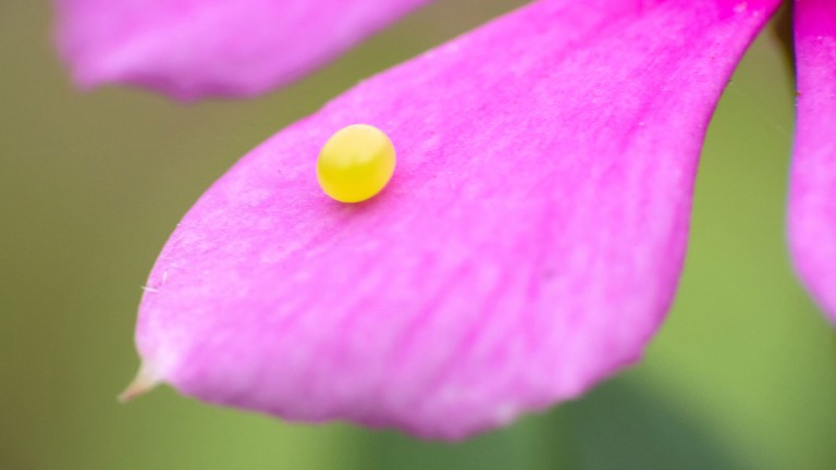 Fill The Frame in Photography Composition (5 tips to fill the frame in ...