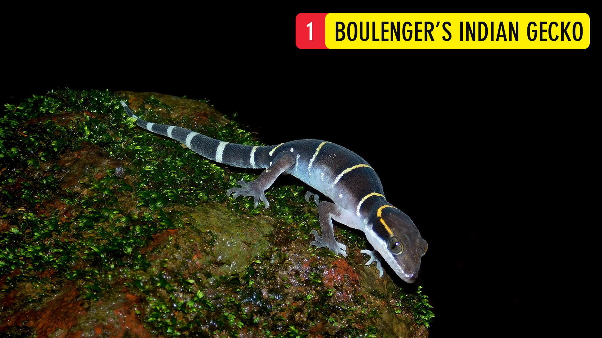 Species Of Amboli (20 Unique Animals to Find at Amboli Ghat ...