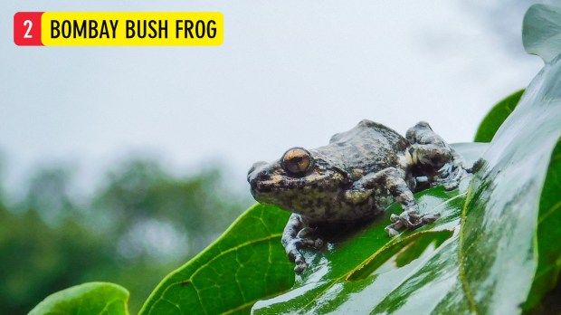 Species Of Amboli (20 Unique Animals to Find at Amboli Ghat ...