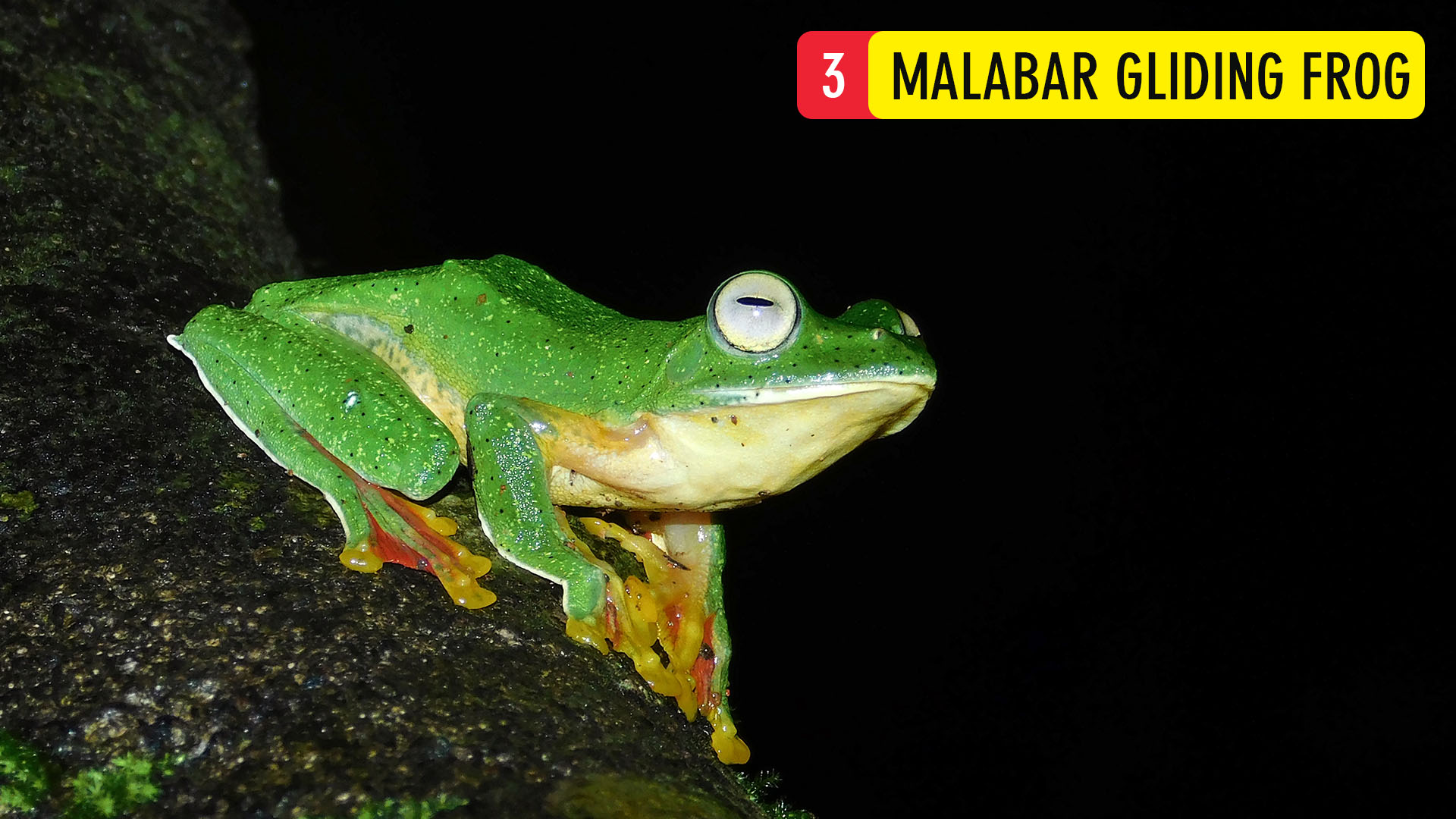 Species Of Amboli (20 Unique Animals to Find at Amboli Ghat ...