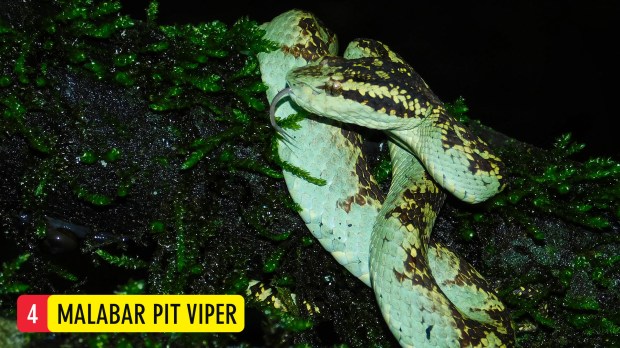 Species Of Amboli (20 Unique Animals to Find at Amboli Ghat ...