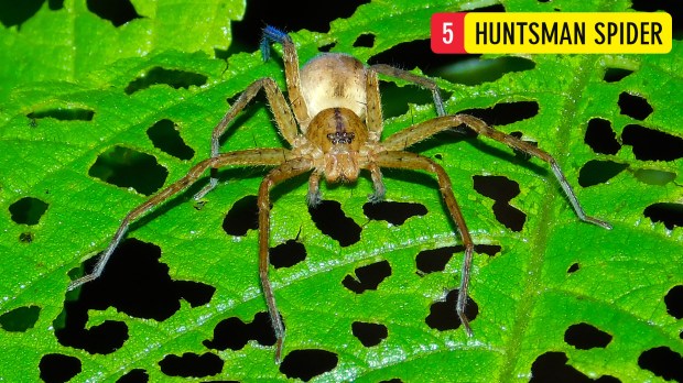 Species Of Amboli (20 Unique Animals to Find at Amboli Ghat ...