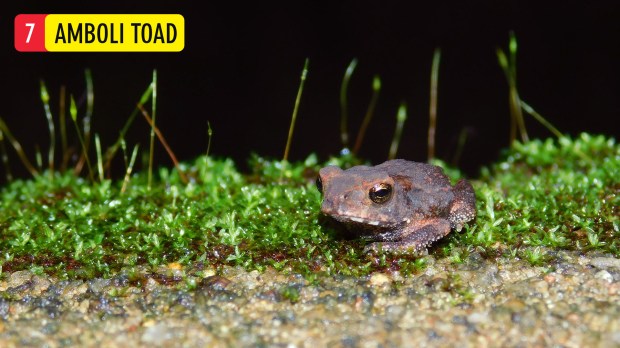 Species Of Amboli (20 Unique Animals to Find at Amboli Ghat ...