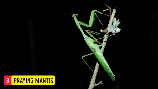 Species Of Amboli (20 Unique Animals to Find at Amboli Ghat ...