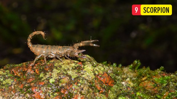 Species Of Amboli (20 Unique Animals to Find at Amboli Ghat ...