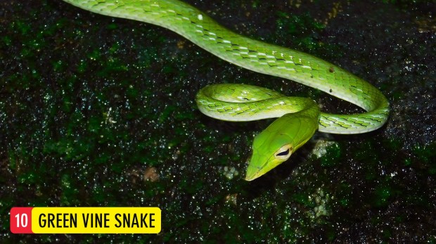 Species Of Amboli (20 Unique Animals to Find at Amboli Ghat ...