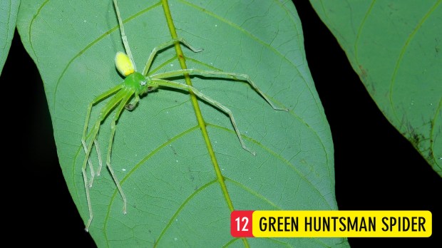 Species Of Amboli (20 Unique Animals to Find at Amboli Ghat ...