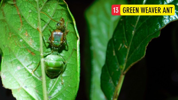 Species Of Amboli (20 Unique Animals to Find at Amboli Ghat ...