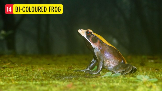 Species Of Amboli (20 Unique Animals to Find at Amboli Ghat ...