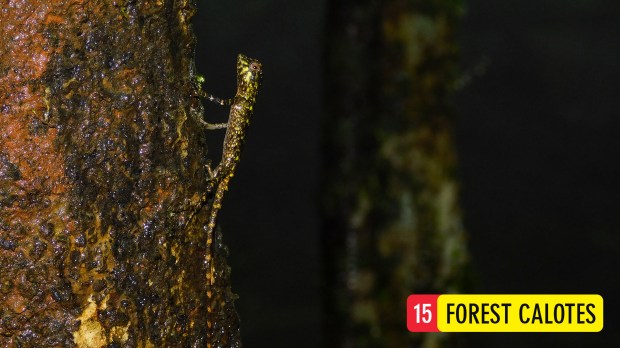 Species Of Amboli (20 Unique Animals to Find at Amboli Ghat ...