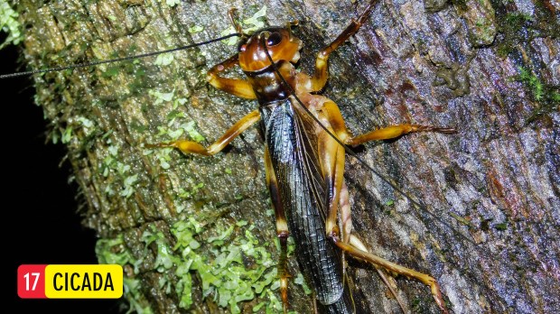 Species Of Amboli (20 Unique Animals to Find at Amboli Ghat ...