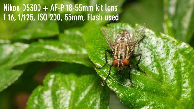 Raynox DCR-250 Sample Photos Part 2 | Macro Photography with Raynox DCR ...