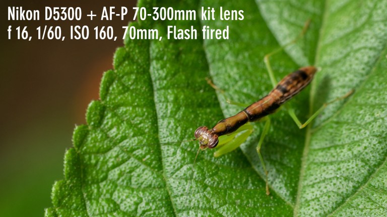 Raynox DCR-250 Sample Photos Part 2 | Macro Photography with Raynox DCR ...